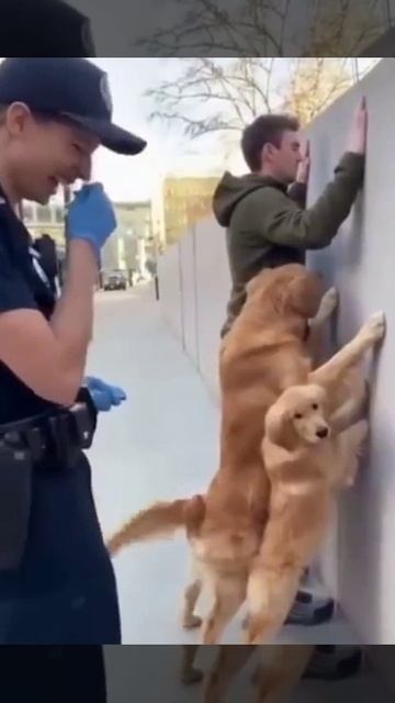 Собаки повторяют за хозяином