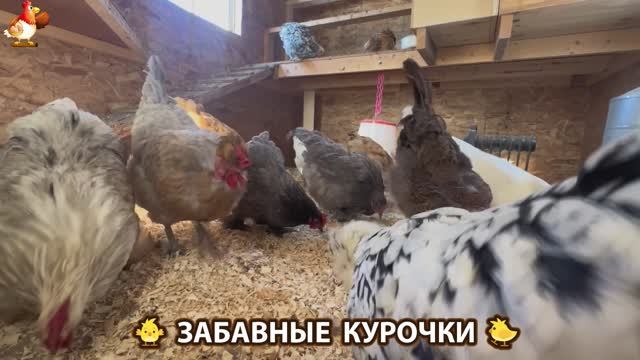 Забавные курочки несушки на сельском подворье 🤗😂😜 (115)
