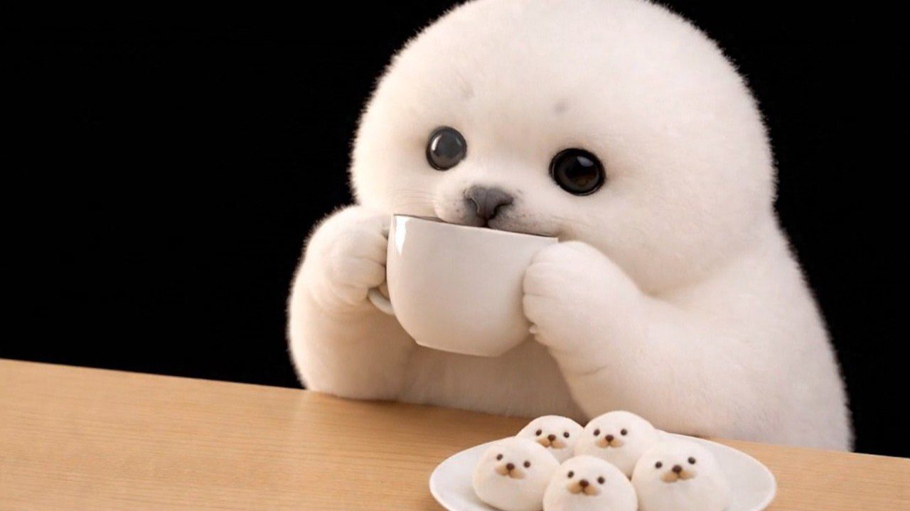 Араре наслаждается сладостями на День святого Валентина 🍫 Шоколадный хруст