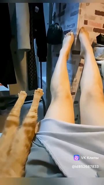 Приколы с животными