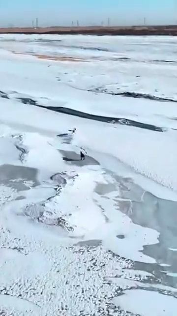 Гонка за зайцем