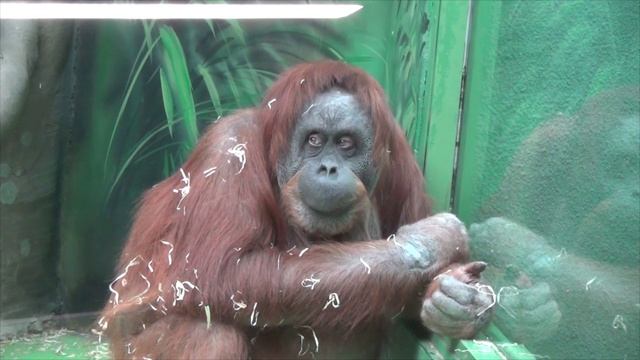 Московский зоопарк 2024 1