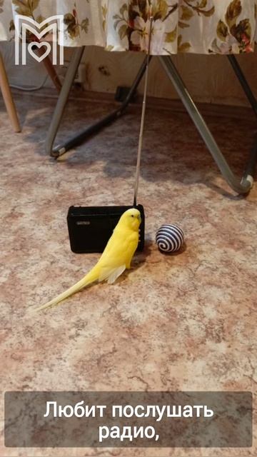 Особенный попугай Риччи: 3,5 года спустя...