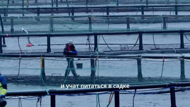 Производство INARCTICA: от малька до садка