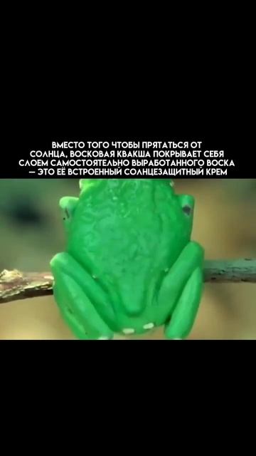 Восковая квакша покрывает себя самодельным солнцезащитным кремом