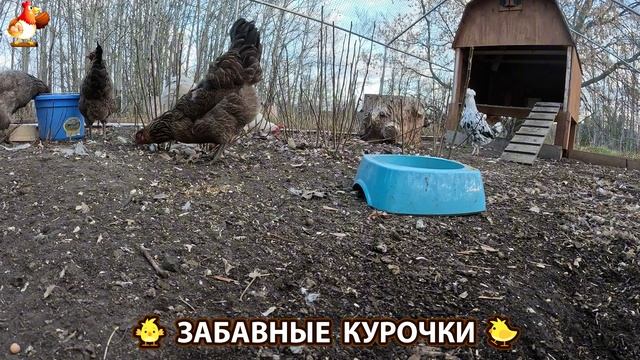 Цыплята и Курочки селяночки лучшие беспородные несушки 🥚 (446)