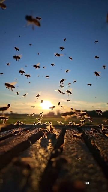 #видеооткрытка #видео #katyboro #топ #рек