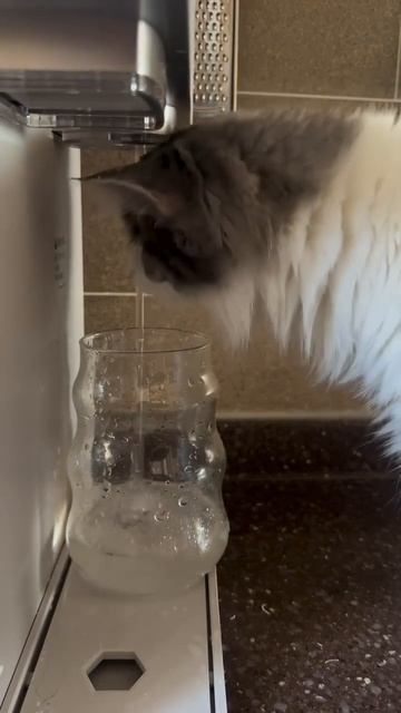 Котик совершенно не умеет пить воду