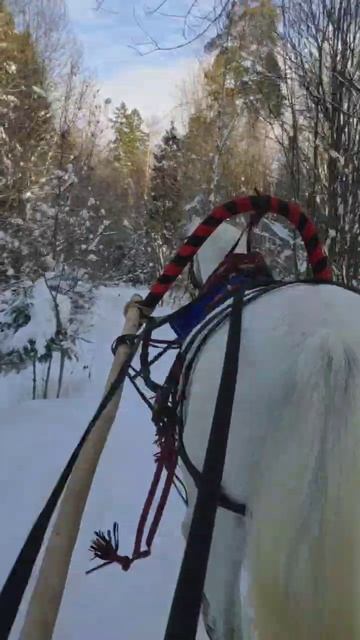 Катание на санях по зимнему лесу