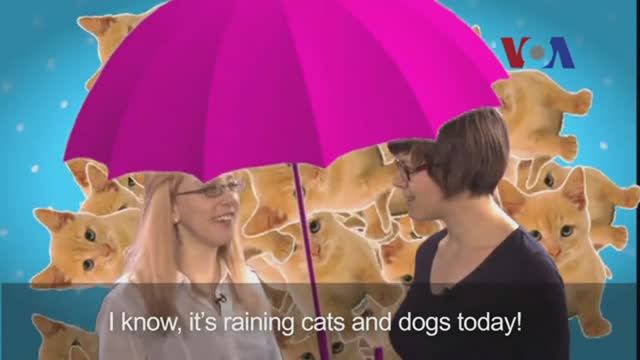 raining cats and dogs