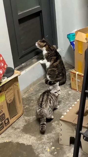 Приколы с кошками.