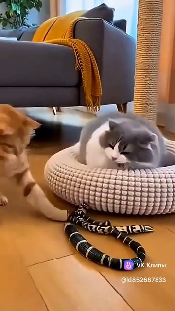 Смешно до слез, такие милые🥰 😻😻😻🐀🐀🐁🐁🐶🐶🔥👍