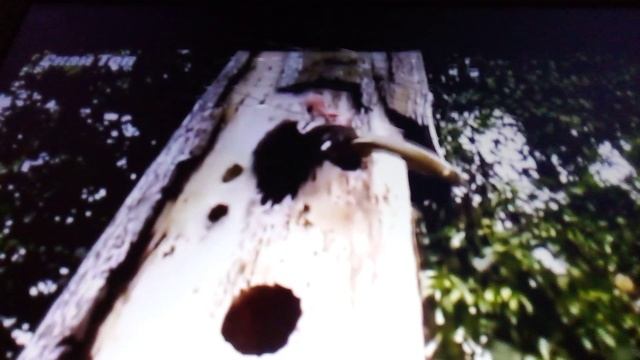 Опасная схватка "ДЯТЕЛ ПРОТИВ ЗМЕИ". 
Кто победит в этой опасной схватке.