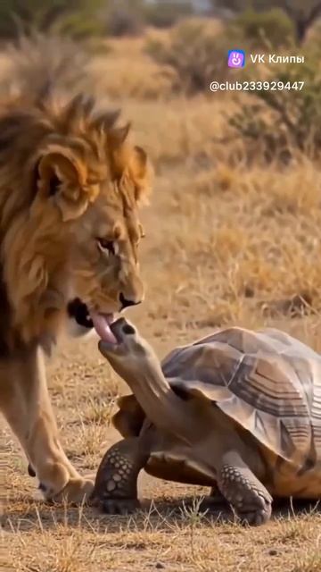 Черепаха поймала льва