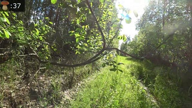 Поездка в лес | Мы под грибами :D