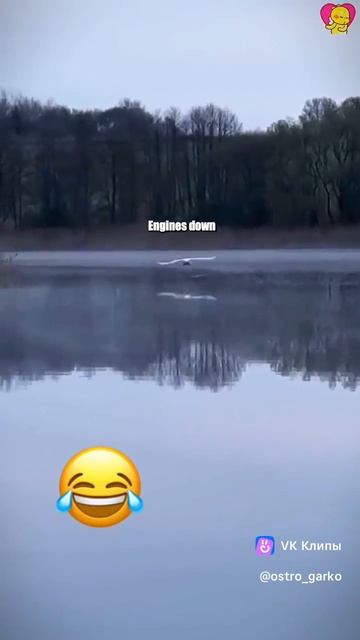 Приколы с животными