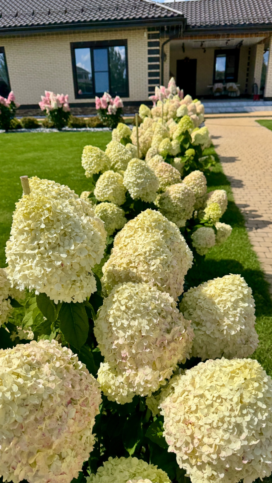 Лайм Лайт шикарное цветение