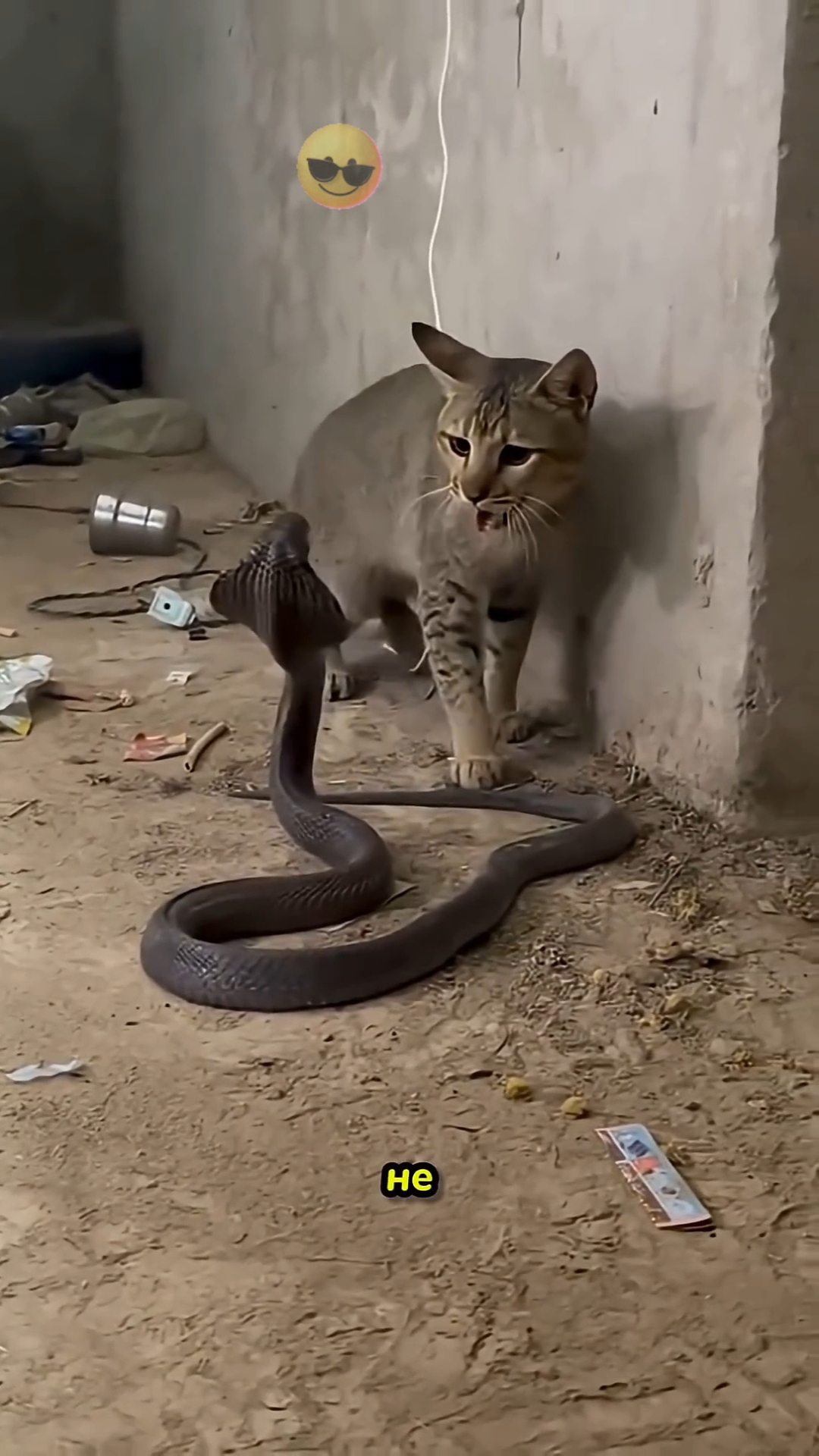 Почему Кошки Не Боятся Змей!¿ 🙀🫶🤯