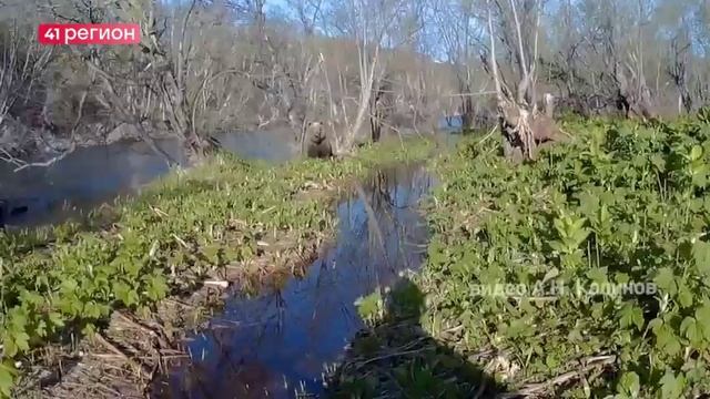 ЭФФЕКТНУЮ ФОТОГРАФИЮ МЕДВЕДЯ СНЯЛ СОТРУДНИК ПРИРОДНОГО ПАРКА «ВУЛКАНЫ КАМЧАТКИ»•БЕЗ КОММЕНТАРИЕВ