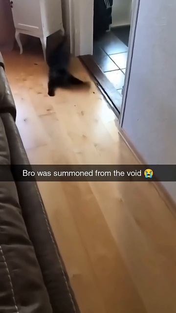 Super Funny Cats 2😂😂 #funny #hilariousfails #cat