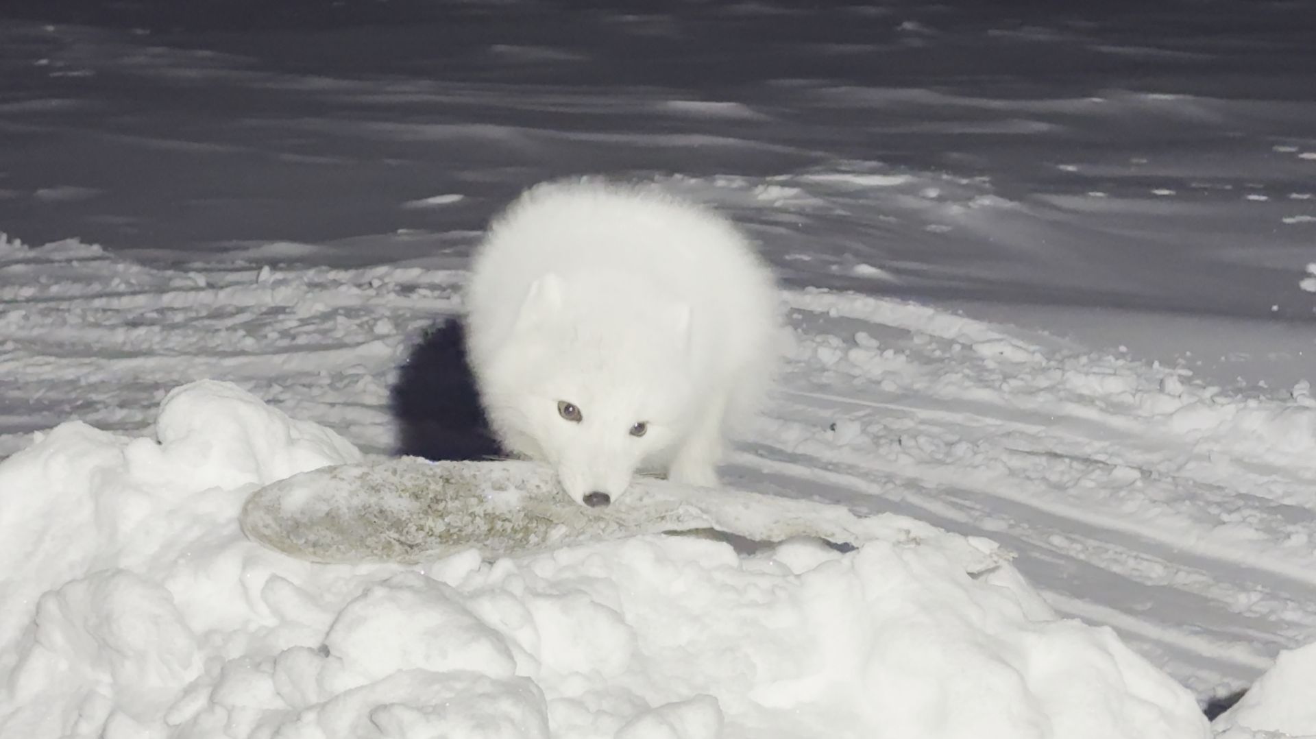 Песец Вася - диверсант | Сезон перемета чуть не завершился | Проверка 25.02.2026