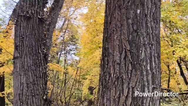 Тамбовская обл. Усадьба Снежкова. 12.10.25