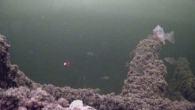 Зимняя рыбалка