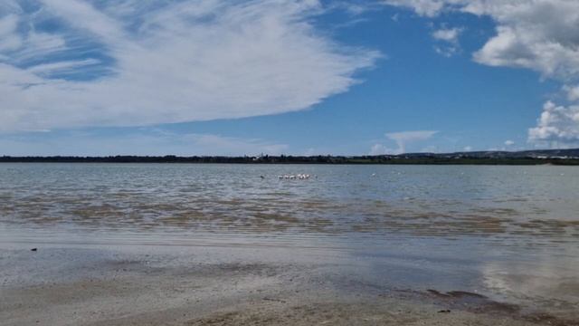 Кипр Ларнака Фламинго птицы Солёное Озеро