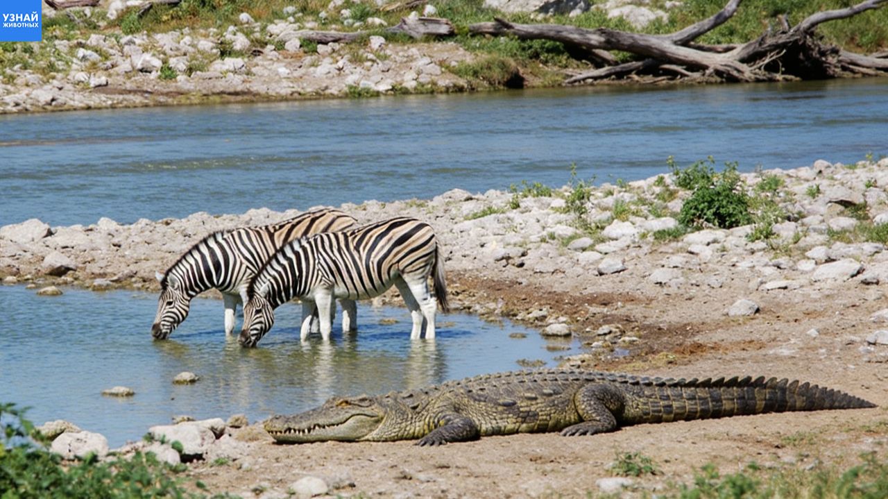 Опасные Реки Африки: Крокодилы против Зебр