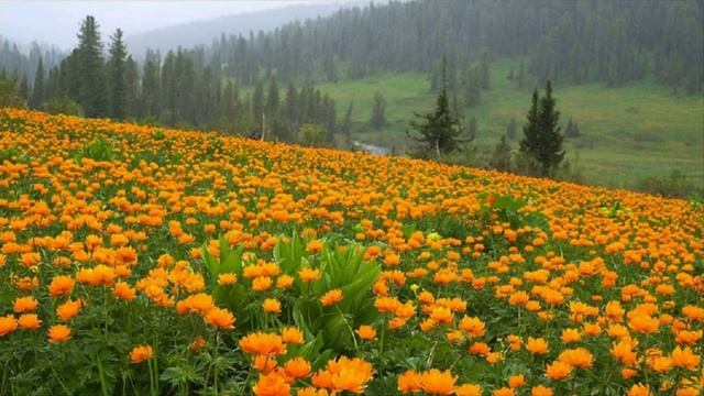 Любовь длиною в жизнь. - Виктор Бекк исполняет