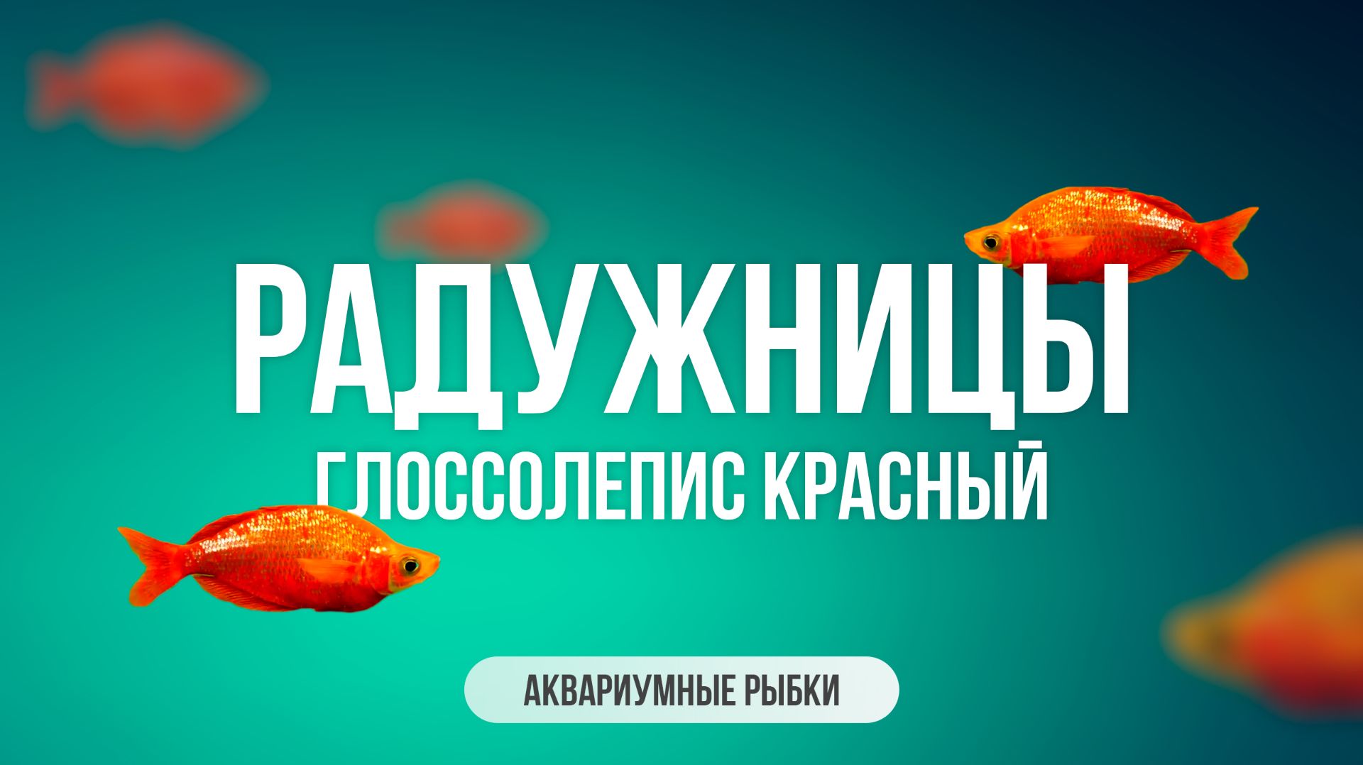 Радужницы. Глоссолепис красный