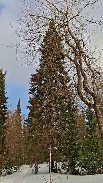 💖Восстановление с помощью природы