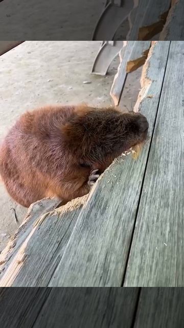 Трапезничаем!