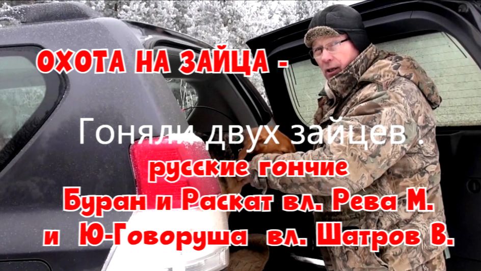 Гоняли двух зайцев - русские гончие Буран и Раскат вл. Рева М. и  Ю-Говоруша  вл. Шатров В.