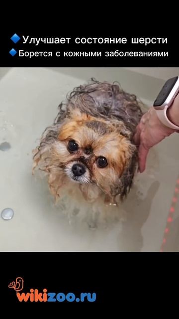 Спа процедура для собак, зачем она нужна?