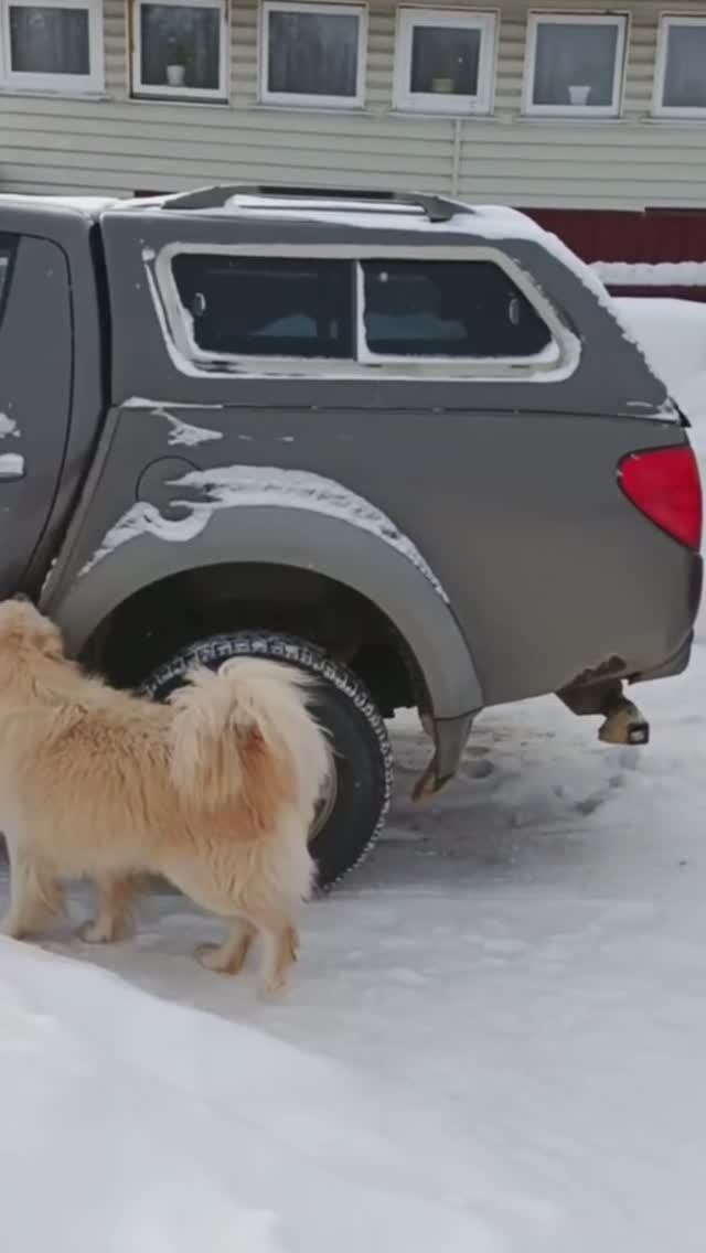 ❤️ Пес Ричик ❤️ ❤️