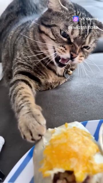 Смешная подборка про котов