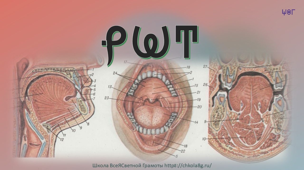 Рот. Этимология. ВсеЯСветная Грамота