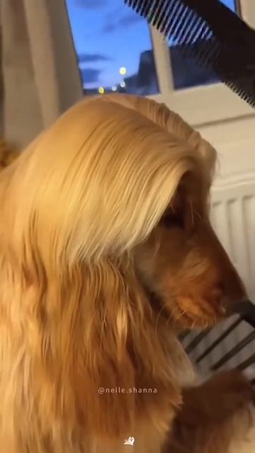 Когда хозяин идиот. Идиотос 80+.