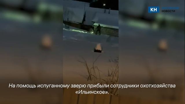 В Калужской области спасли забредшую в деревню косулю