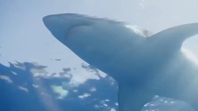 Кто все это время охотился на БОЛЬШИХ Белых Акул.