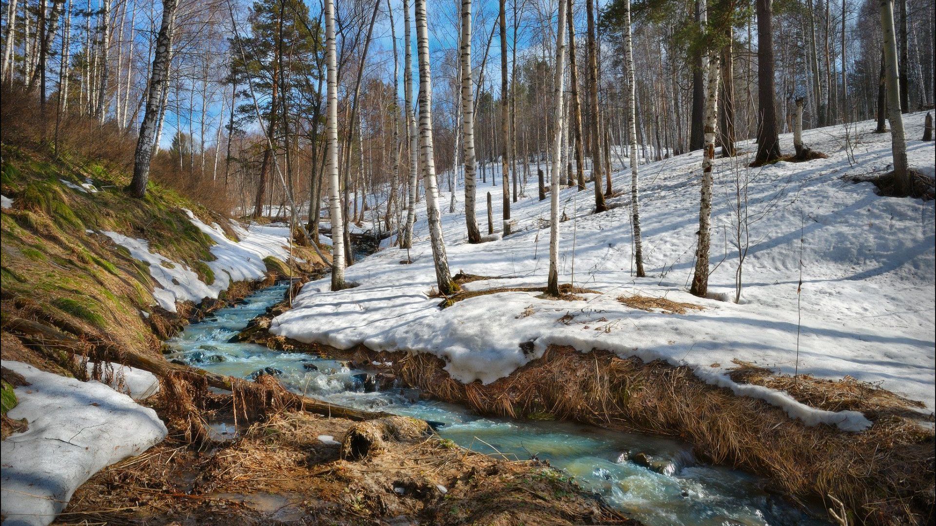 Релакс видео. Начало весны в лесу. Ручей, пение птиц