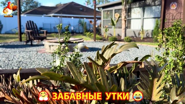 Забавные утки мускусные и пекинские на свободном выгуле со своими друзьями ч.(363) ❣️🤗😂