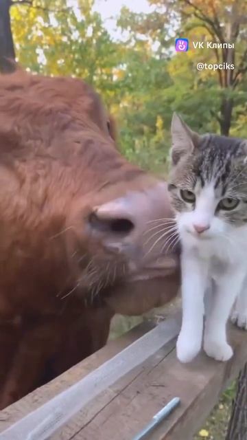 clip229849530_456240063