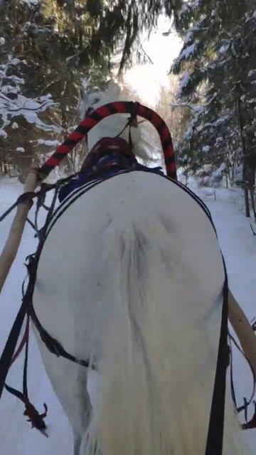 Катание на санях