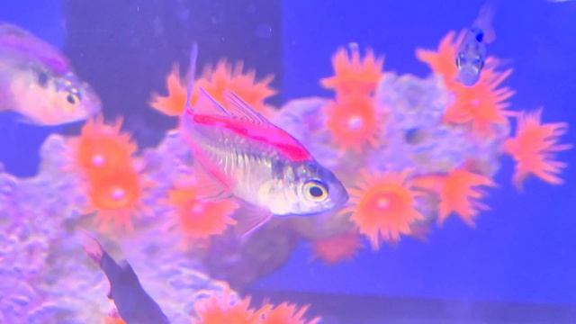 «Макросъёмка стеклянного окуня: прозрачность в деталях под музыку On Tour — Summer»