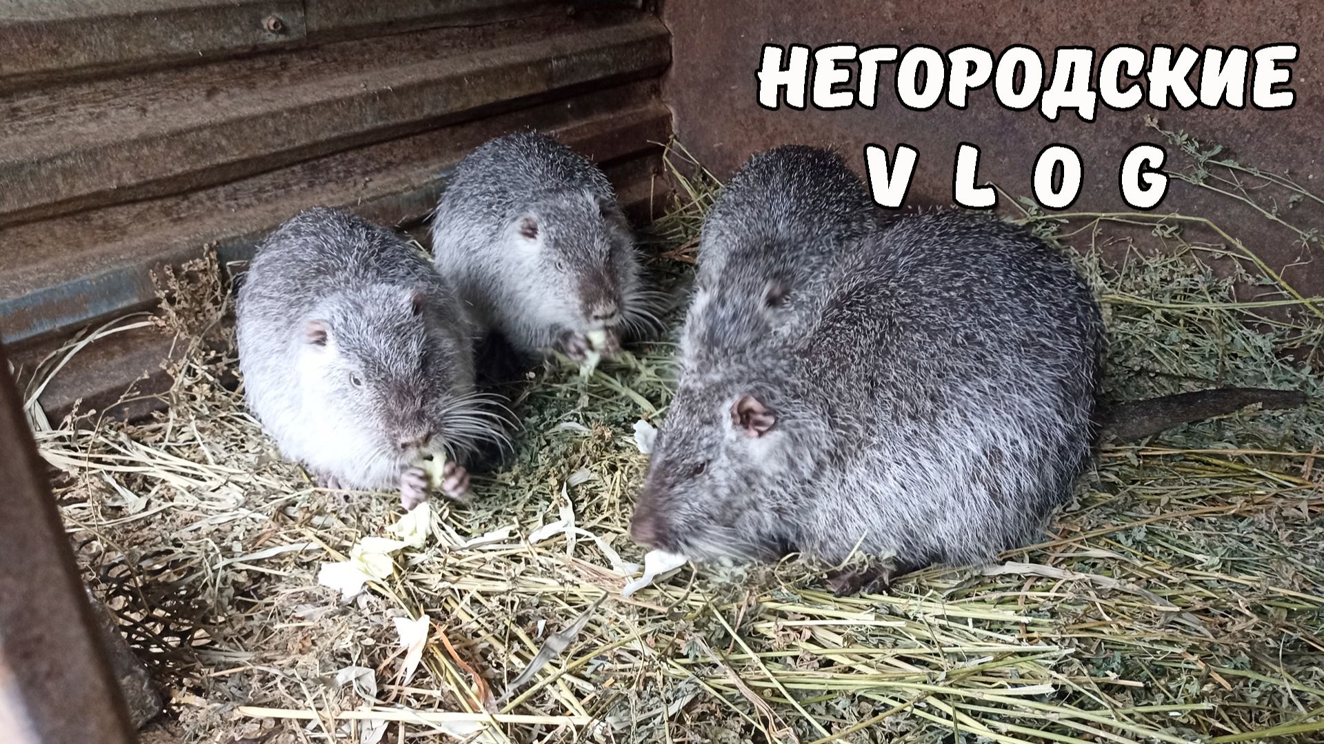 Отсадили самочек нутрий: уживутся ли? 23.02.26