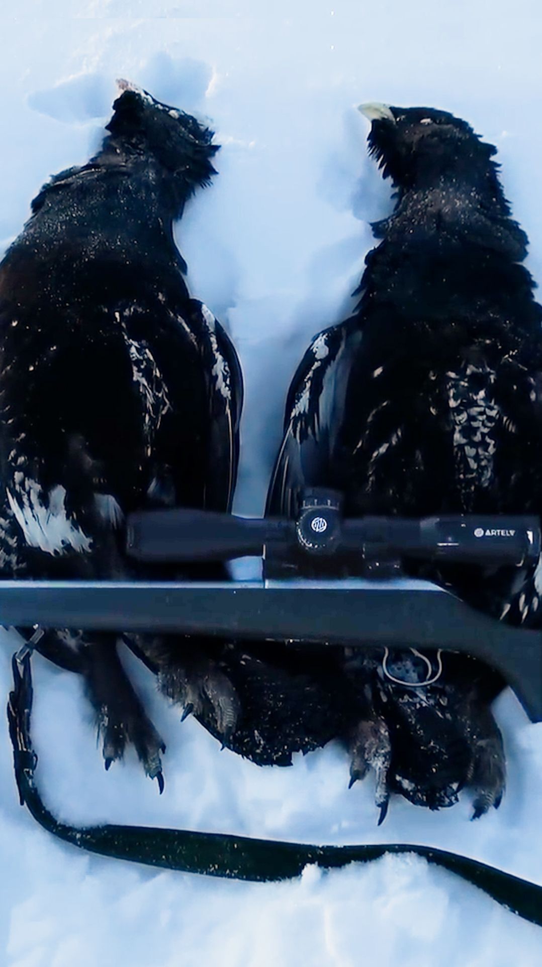 Охота на глухаря с мелкашкой. Выход в -30 мороза. Глухариные стаи на березах.