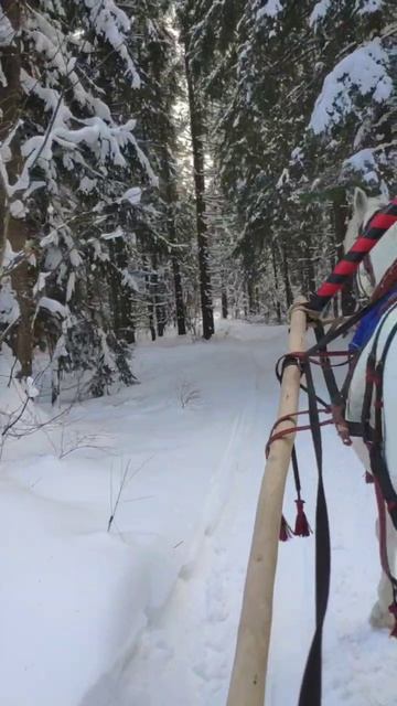 Катание на санях по лесной дороге