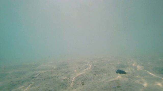 2026.02.10. ОАЭ. Рас-эль-Хайма. Rove Al Marjan Island. "Рыбки Персидского залива" ...